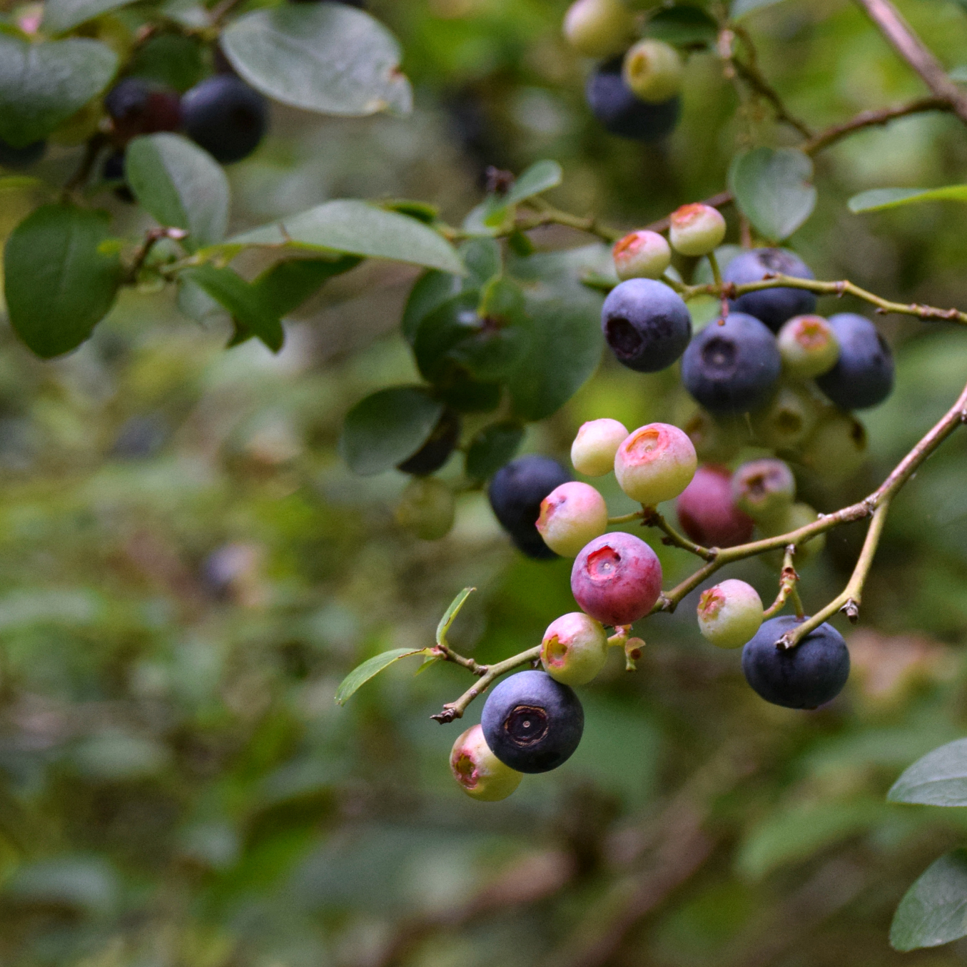 Using Georgia Native Plants: Fruit of the Season