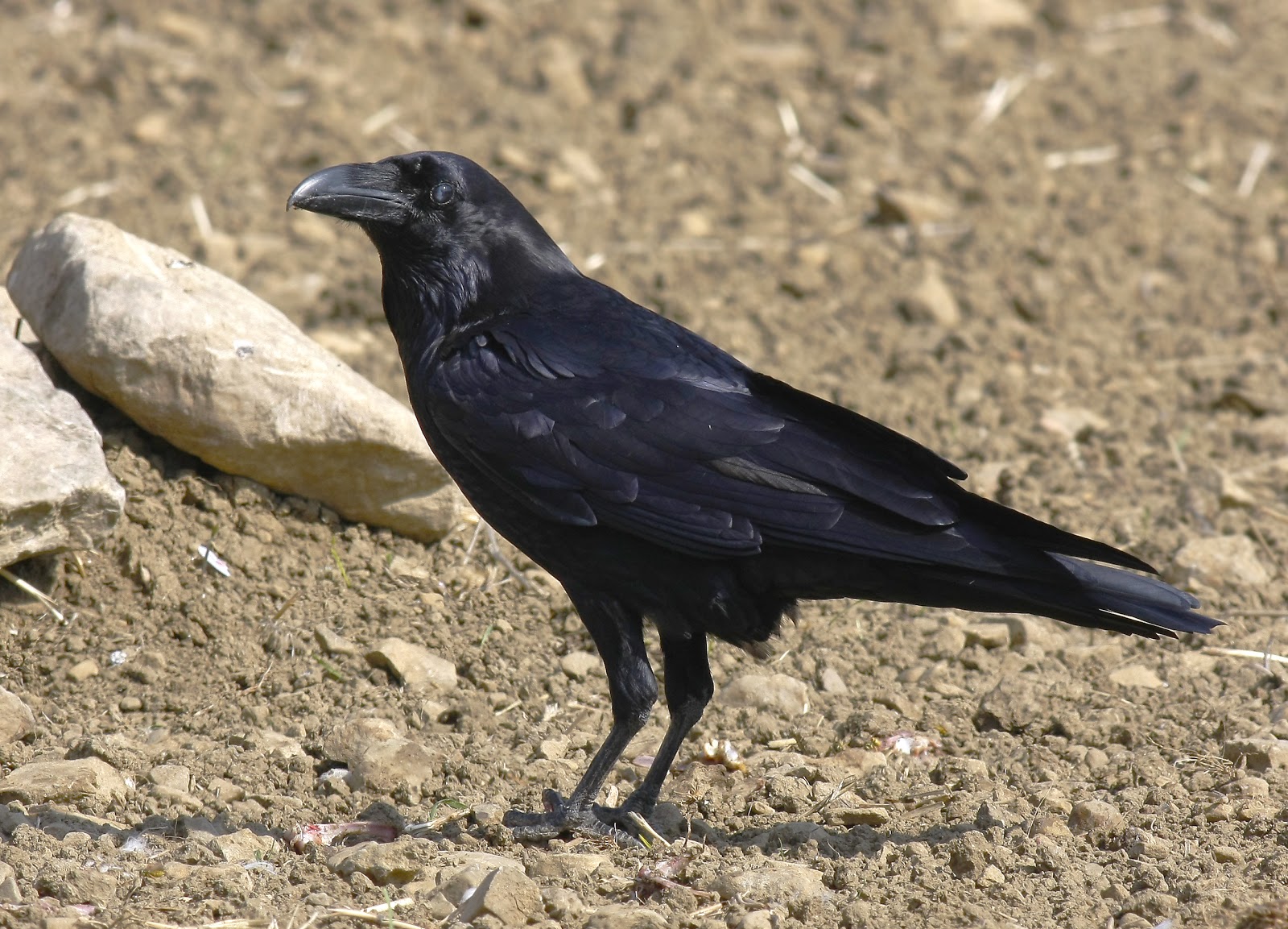 Navarra al natural: octubre 2012
