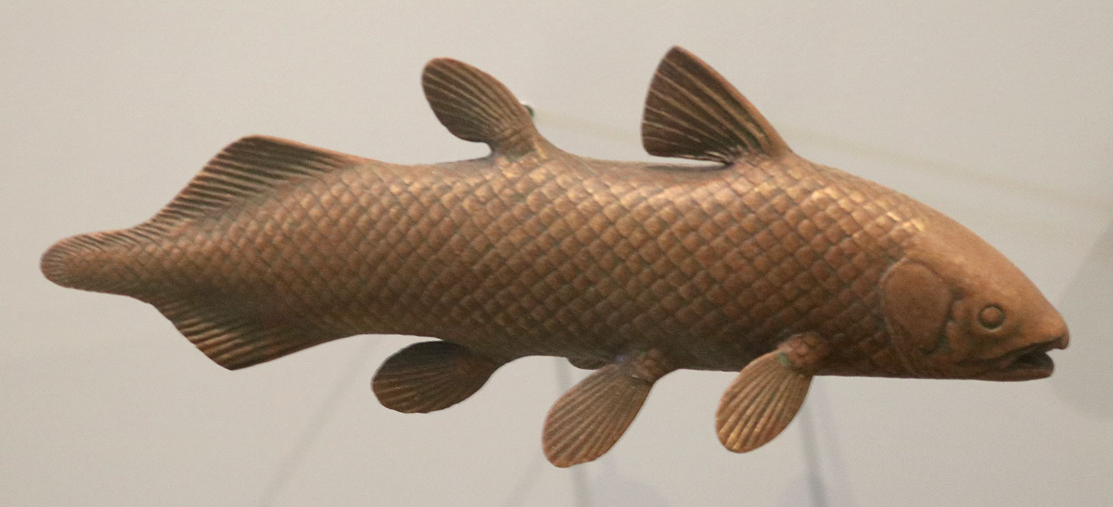 Louisville Fossils and Beyond: Diplurus newarki Coelacanth Fossil