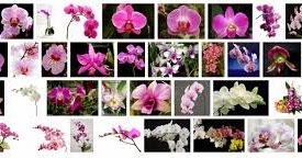 cara budidaya anggrek agar hasil maksimal | BERBAGAI MACAM BUDIDAYA