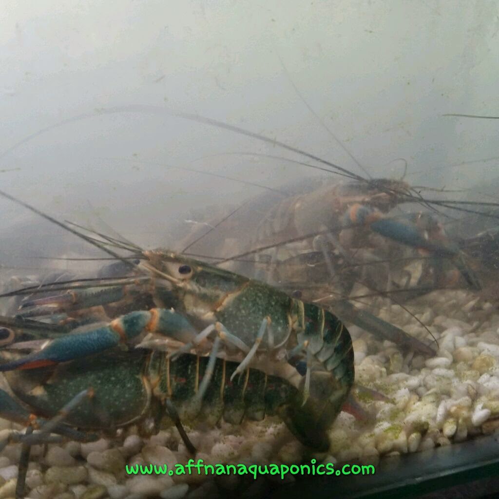 Affnan's Aquaponics: Fresh Water Red Claw