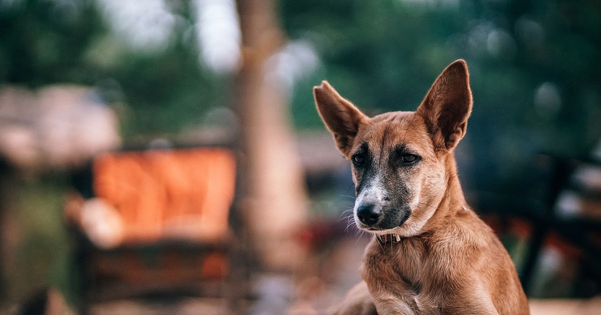 Día del Perro sin raza: La importancia de adoptar y no comprar - Salud ...
