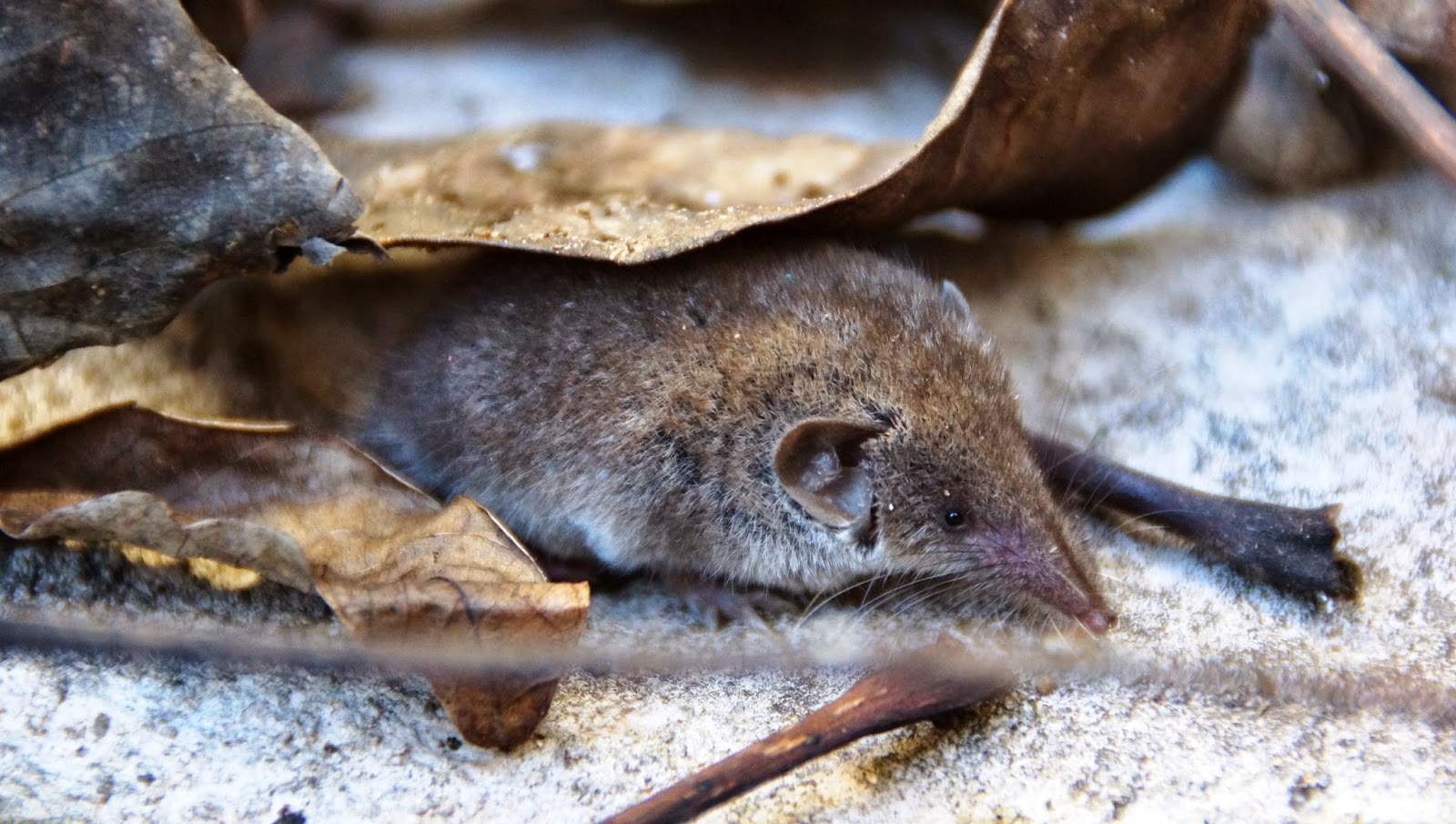 Reptiles y Anfibios de Extremadura: Musaraña Común