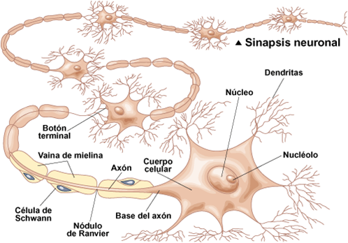SISTEMA NERVISO: Sinapsis neuronal