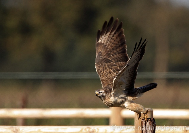 Jonge Buizerd vangt muisjes