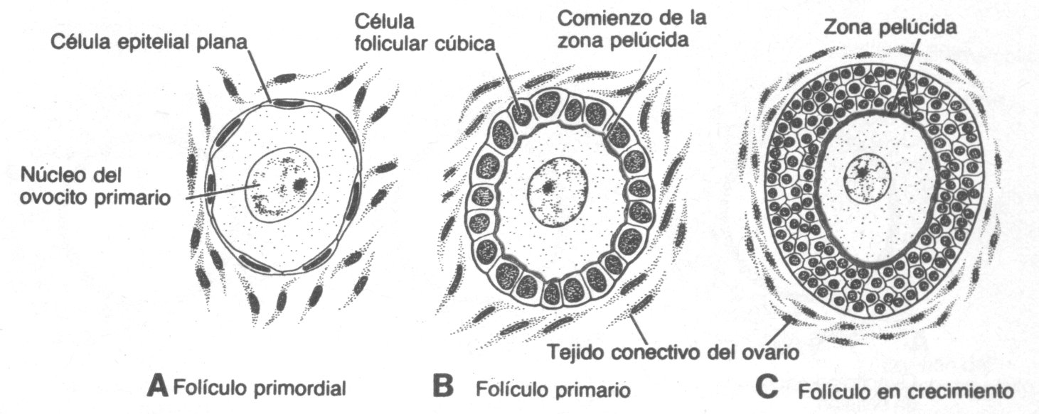 Embriologia Medica