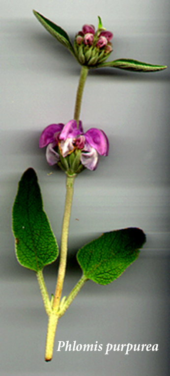 parquealamillo-encinarosa: Matagallo / Phlomis purpurea / Phlomis fruticosa