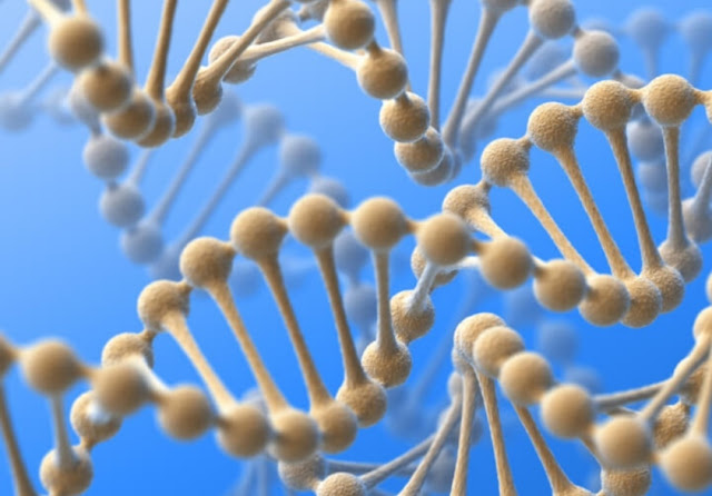 Epigenetik - Definisi, Konsep, dan Apa itu - DWI PURWANTO