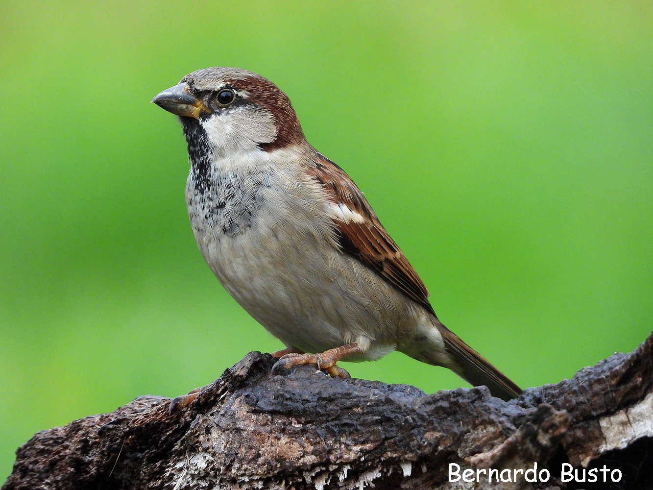 RÍA DE LA VILLA: Gorriones