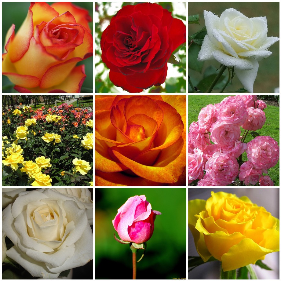 xo.sorcha.ox: A single rose can be my garden...