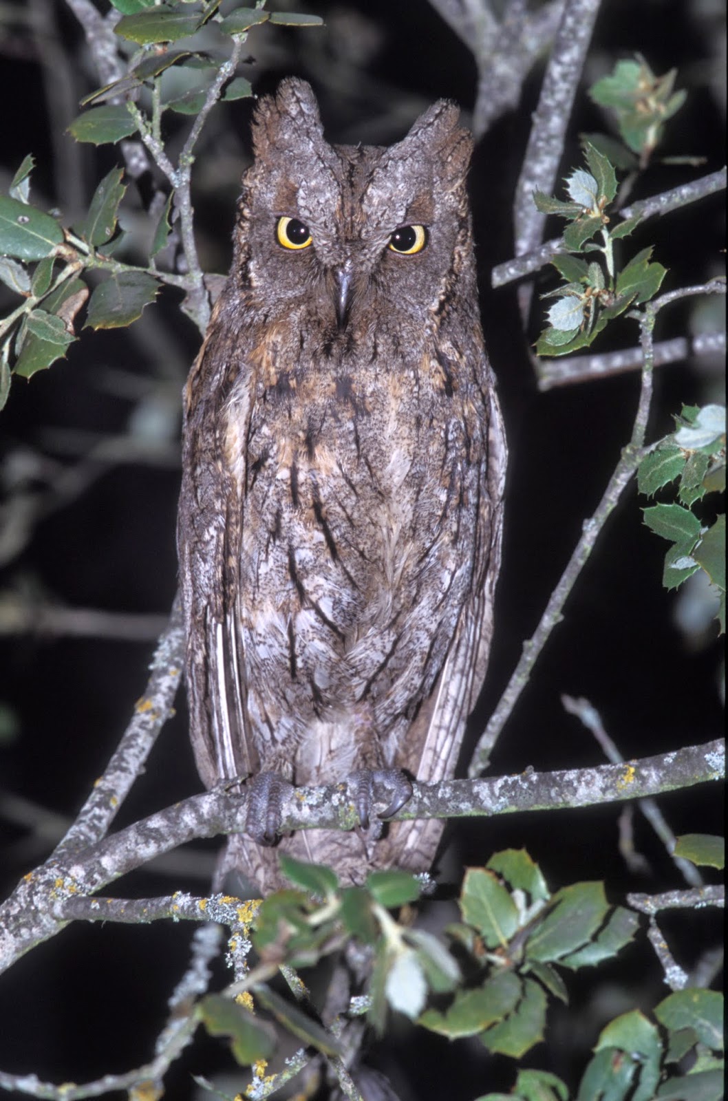 Riolobos: junio 2014