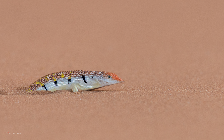 Birds of Saudi Arabia: Eastern (Sandfish) Skink – Record by Vinu Mathew