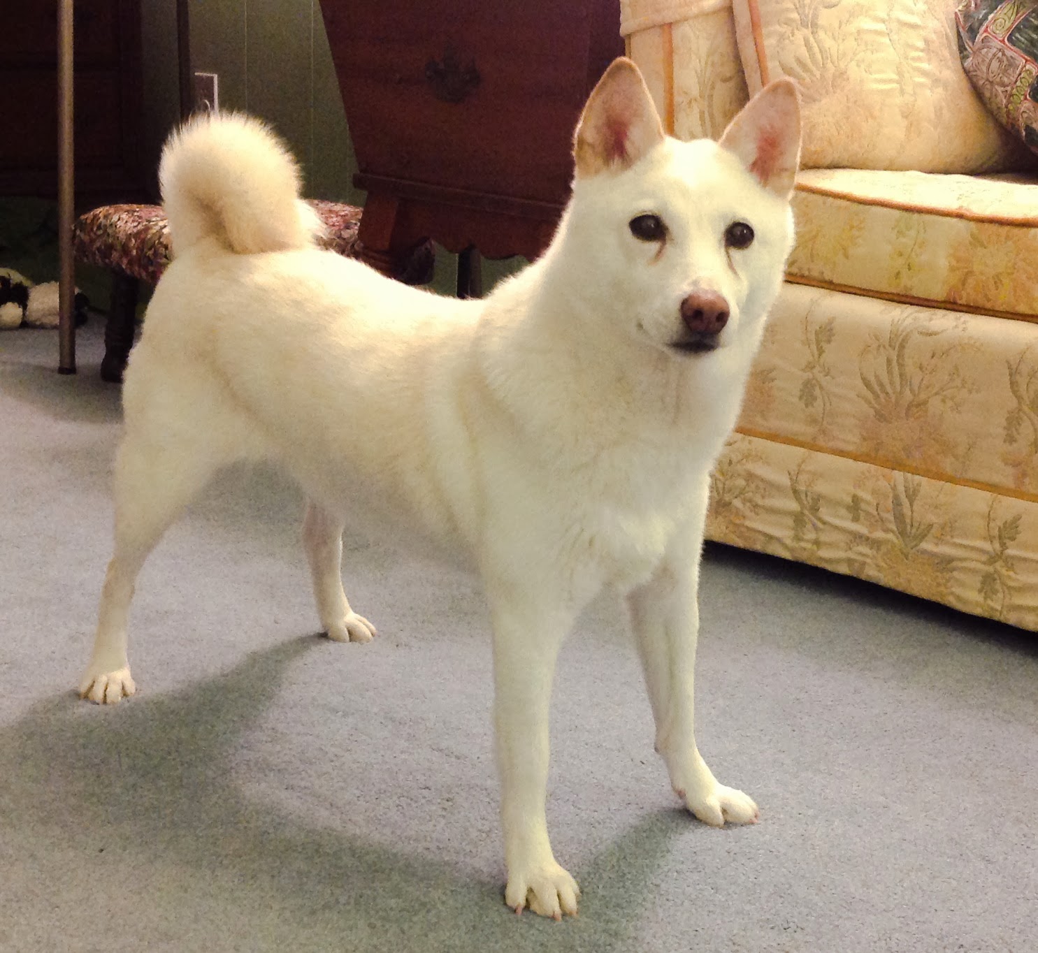 The Literate Quilter: "Doge" is Alive and Living In Our Home