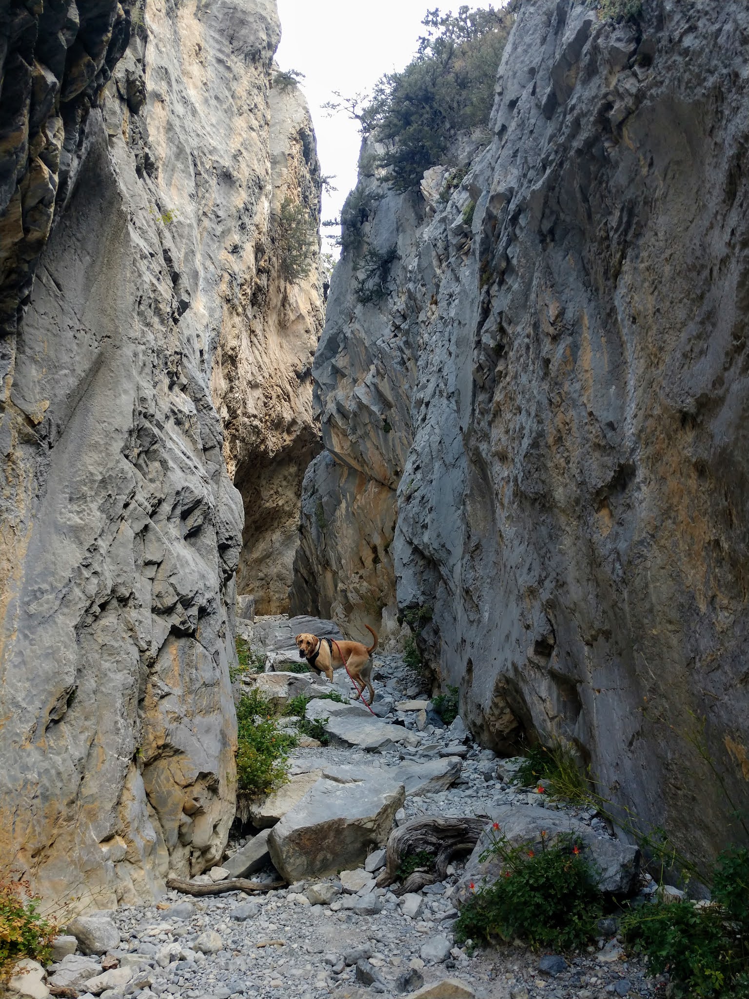 Fletcher Canyon Trail: Las Vegas, Nevada ~ Adventures in Southern ...