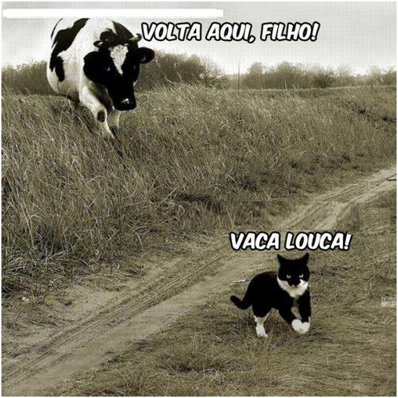 coisas de fazer rir: RIR............RIR.......