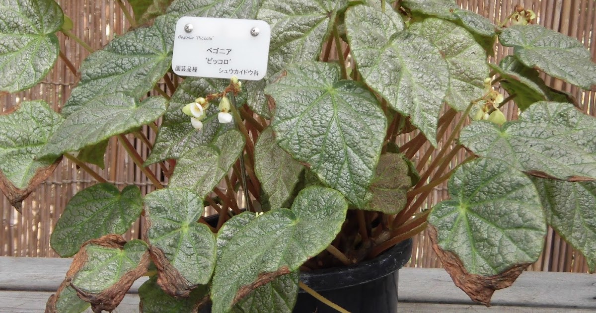 60歳で無職の優雅な日々: ベゴニア・ピッコロ Begonia 'Piccolo'