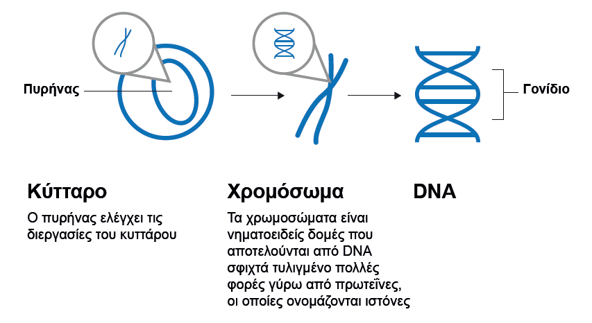 Κυτταρικές και γονιδιακές θεραπείες ΣΩΖΟΥΝ ασθενείς με σπάνια και ...