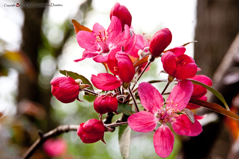 BROŞU CONSTANTIN PHOTOGRAPHY: Copaci cu flori