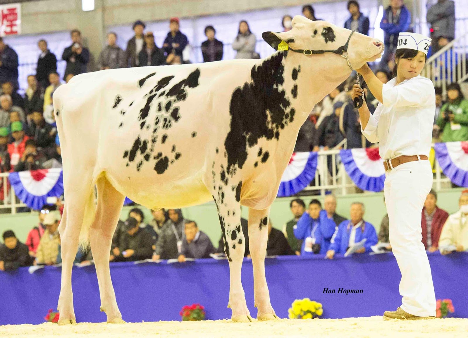 EBL: 🐄 Cow Appreication Day 🐄