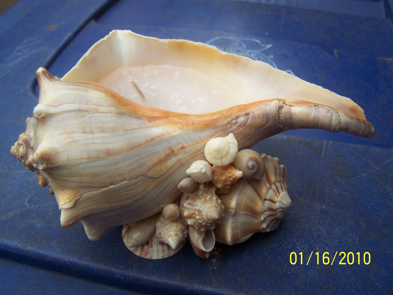 Shelllady: What to do with all these shells!?