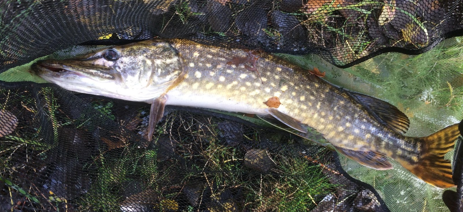 De eerste snoek van het seizoen