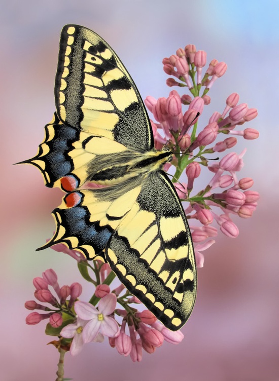 IUBESC VIATA: Fluturas, dragalas, a zburat peste imas