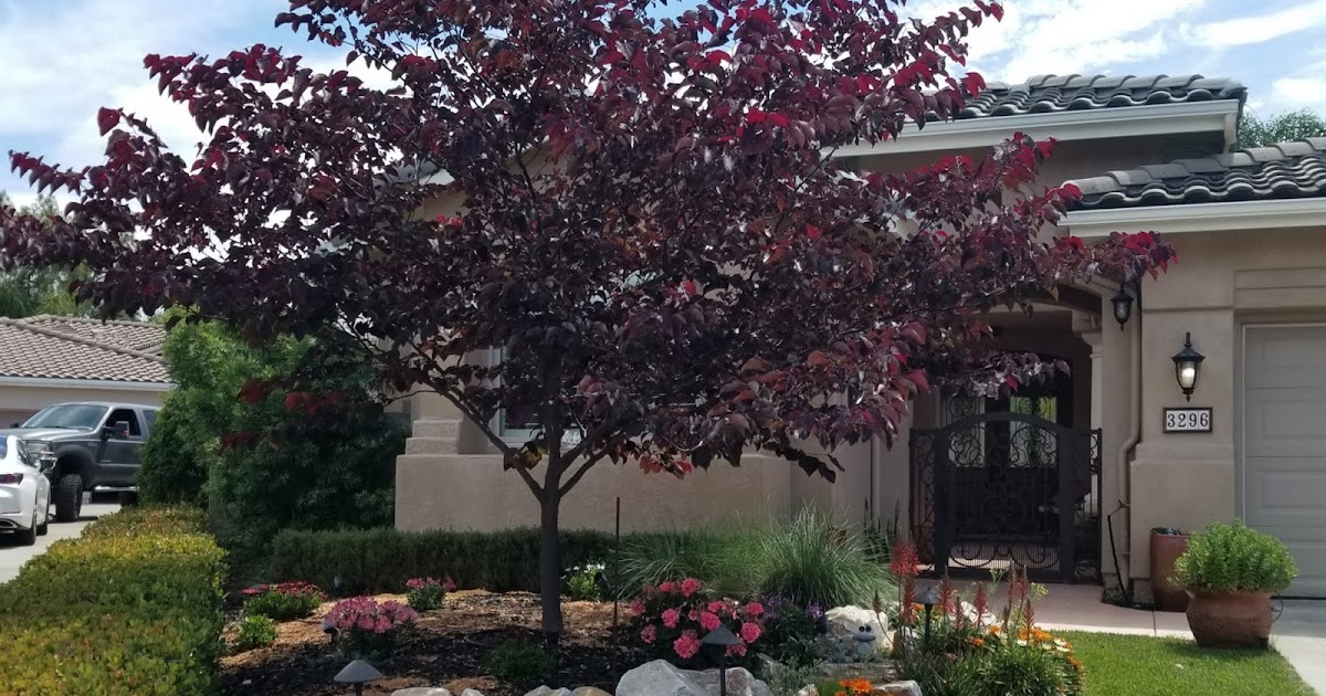 The 2 Minute Gardener: Photo - Forest Pansy Eastern Redbud (Cercis ...