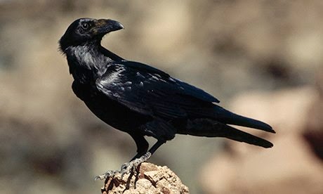 The Raven Reference Images