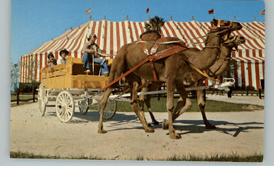 The Circus "NO SPIN ZONE": Camel Rides--Circus World 1970's