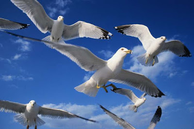 Los Ecosistemas: Los Ecositemas