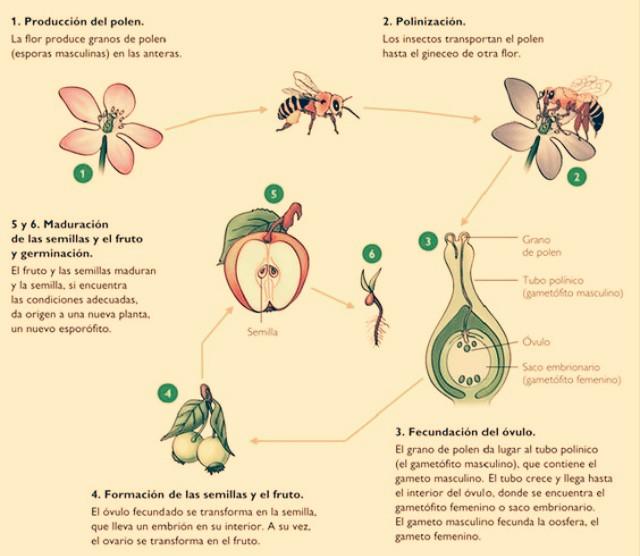 Ciclo De Vida De La Manzana