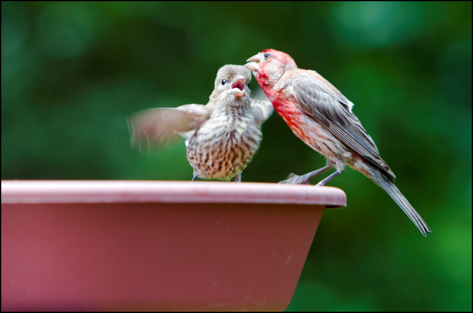 MyDay MyInterests Photoblog: House Finch: Mama Bird Feeding Her Babies