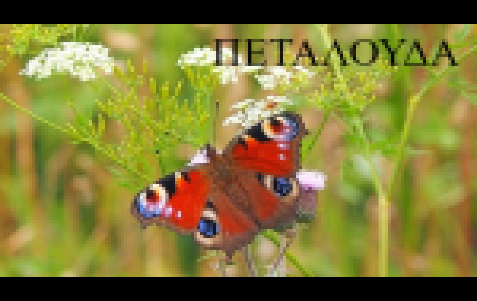 6ο ΝΗΠΙΑΓΩΓΕΙΟ ΤΥΡΝΑΒΟΥ: ΖΩΓΡΑΦΙΖΩ ΤΗΝ ΆΝΟΙΞΗ!