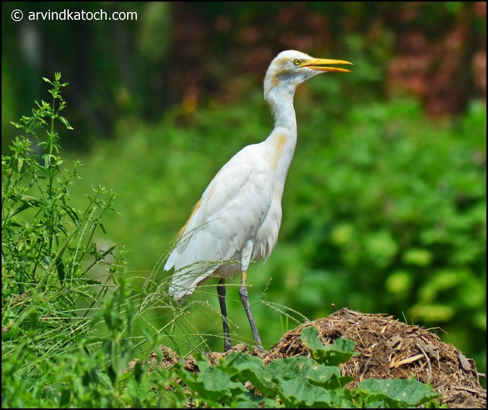 Cattle Egret