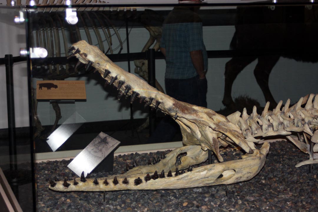 The Coastal Paleontologist: US research trip part 9: Charleston, South ...