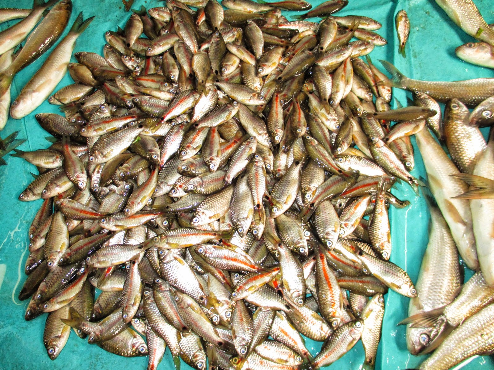 River fishes of COB region-2