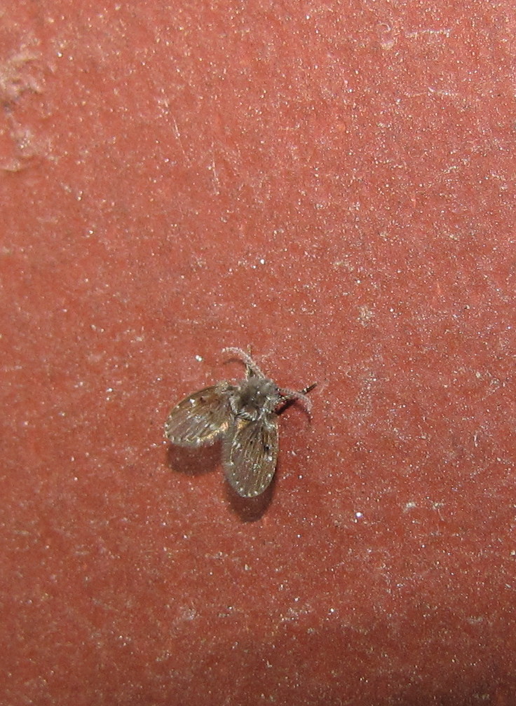 Bug Eric: Moth Flies