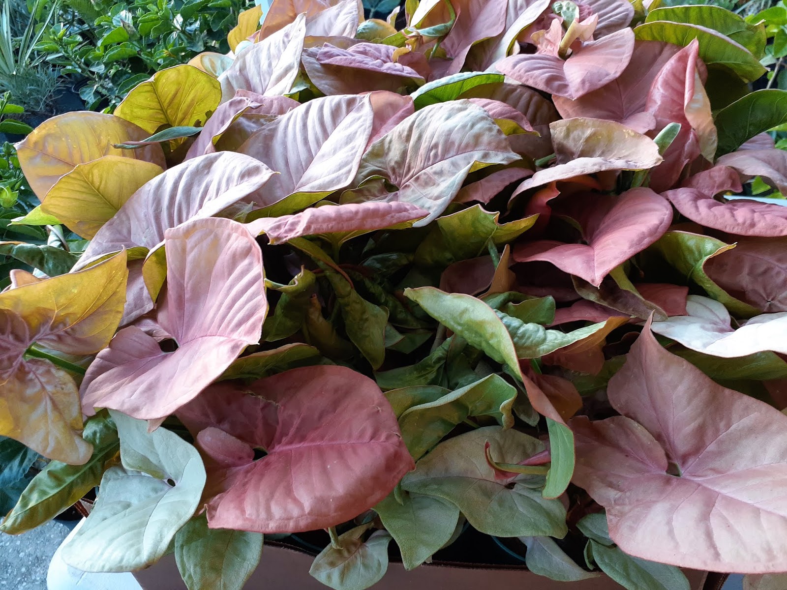 HeyPlantMan! Exotic Tropical Plants from St. Pete FL: Nursery News and ...