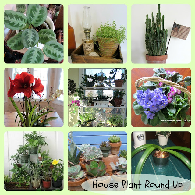 A Houseplant Round Up - Organized Clutter