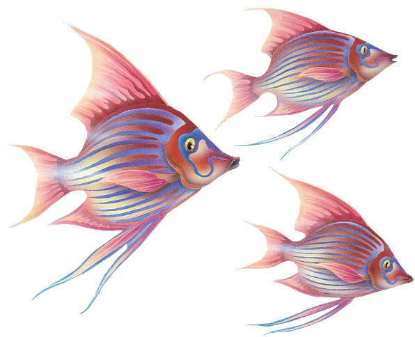 Gif_Paradise: FISH GIFS