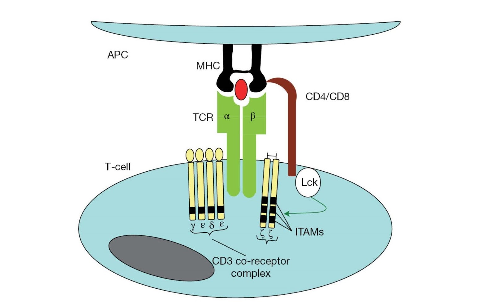 The T‐Cell Surface Receptor For Antigen (TCR) - pediagenosis