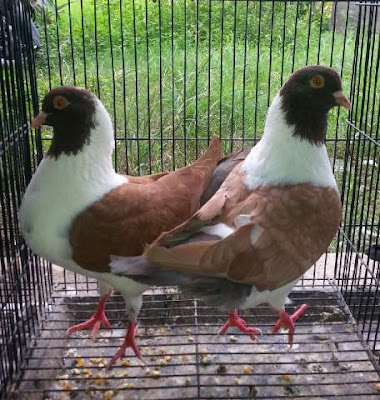 jenis jenis merpati hias yang sudah ada di indonesia | Pawiro Bird Farm ...