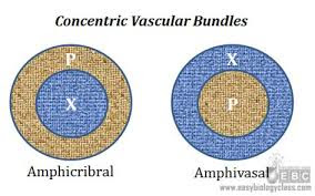 Biology Topics: TISSUE SYSTEM and VASCULAR BUNDLES