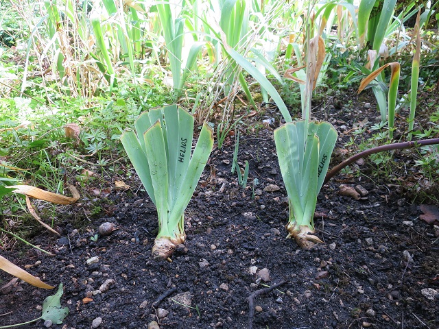 Le vieux Clos : Les iris des chats d'Hemera