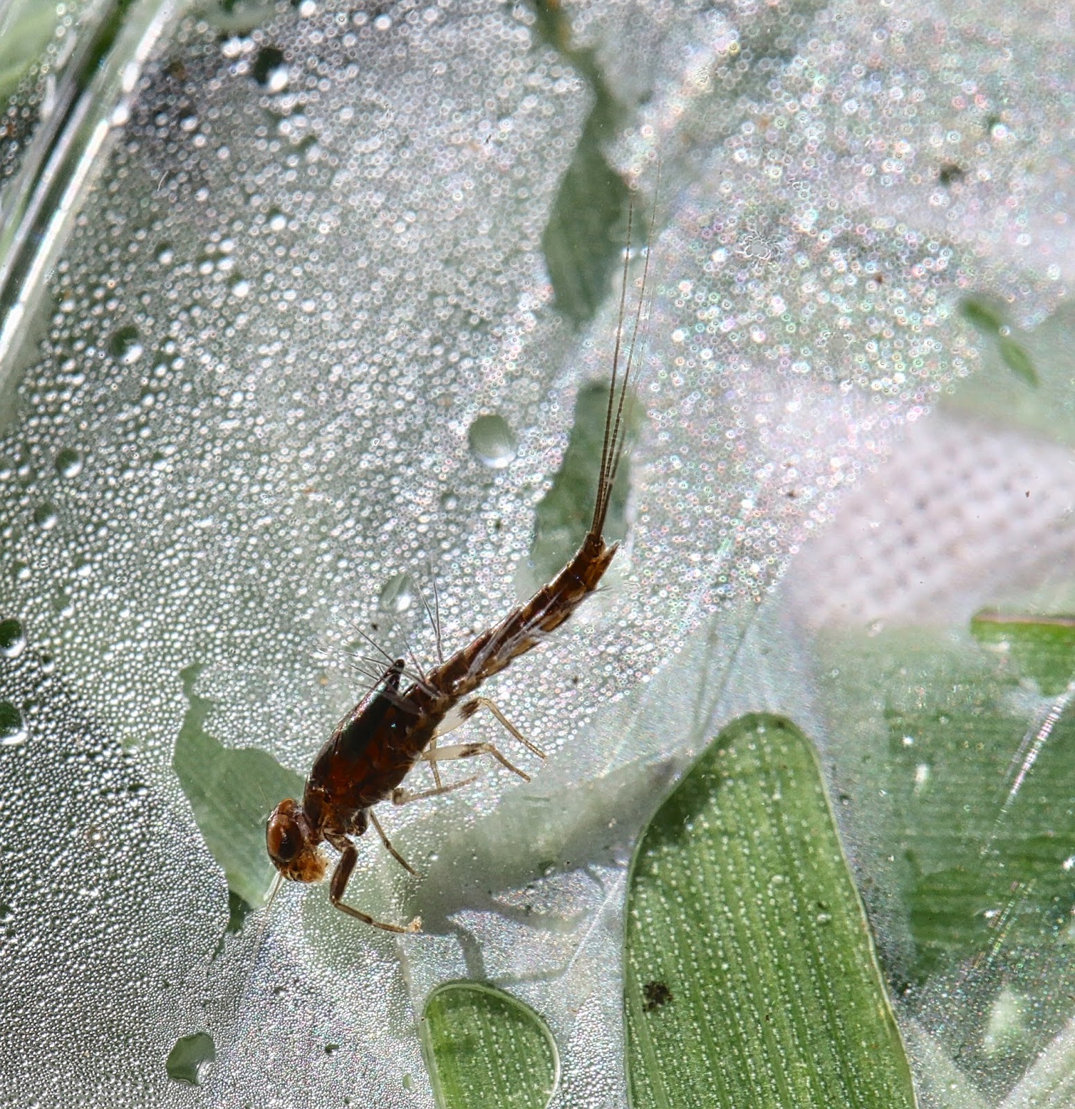 Aquatic Insects of Central Virginia