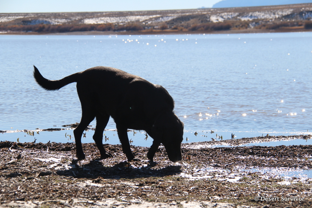 Desert Survivor: An Early Winter Visit to Pruess Lake