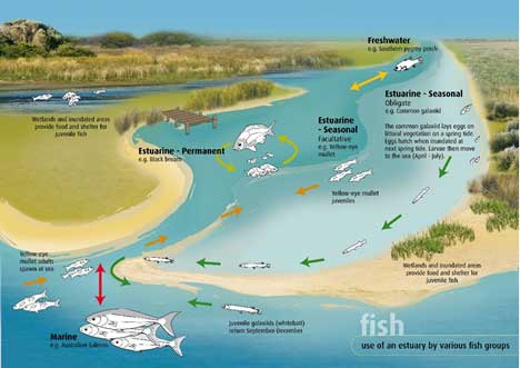 Environmental Science Chapter 6: Kinds of Ecosystems and Communities ...