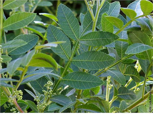 Erva Aroeira - Tenda de Umbanda Luz e Caridade - Tulca