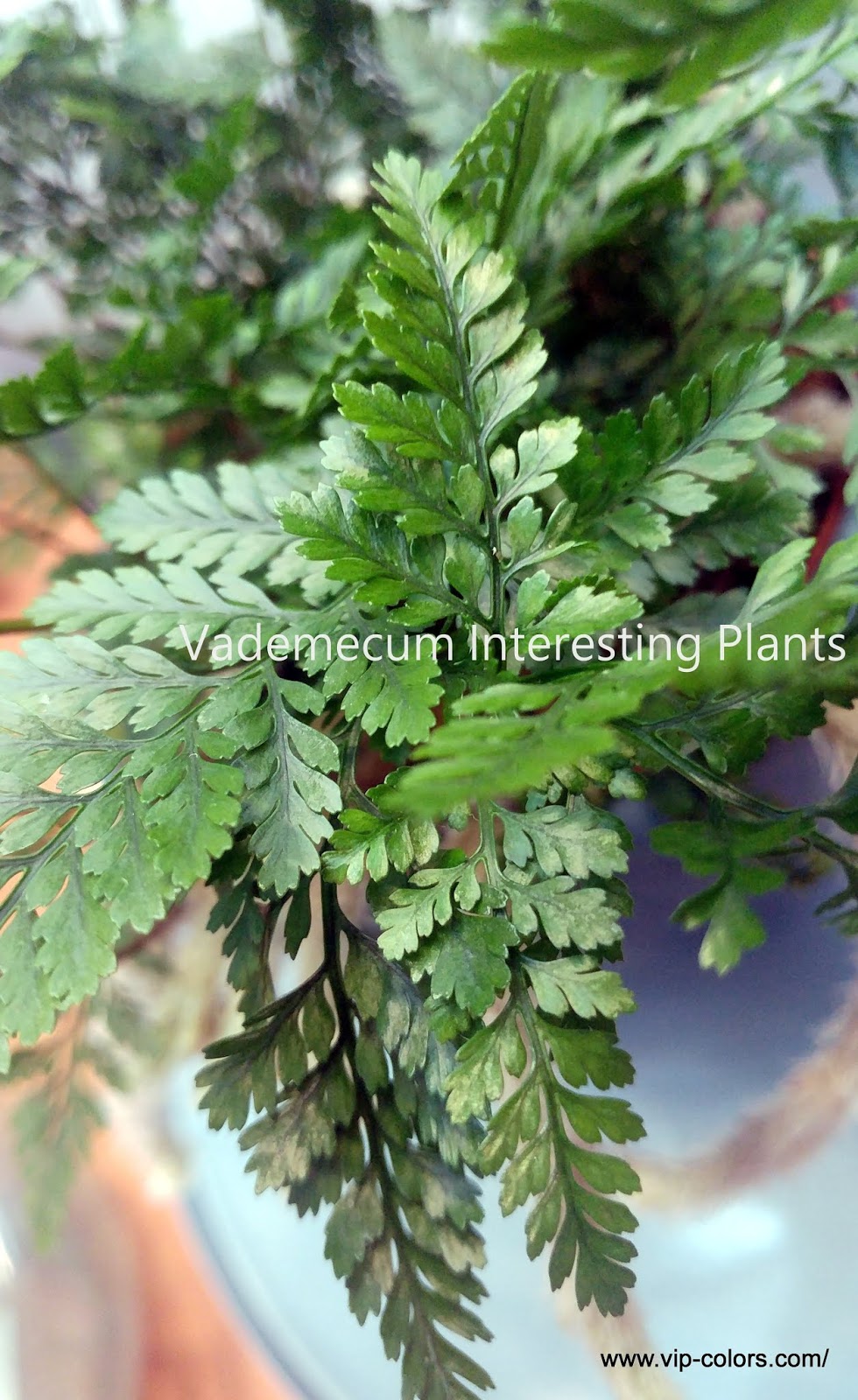Vademecum Interesting Plants: Humata tyermanii - Humata Tyermana ...