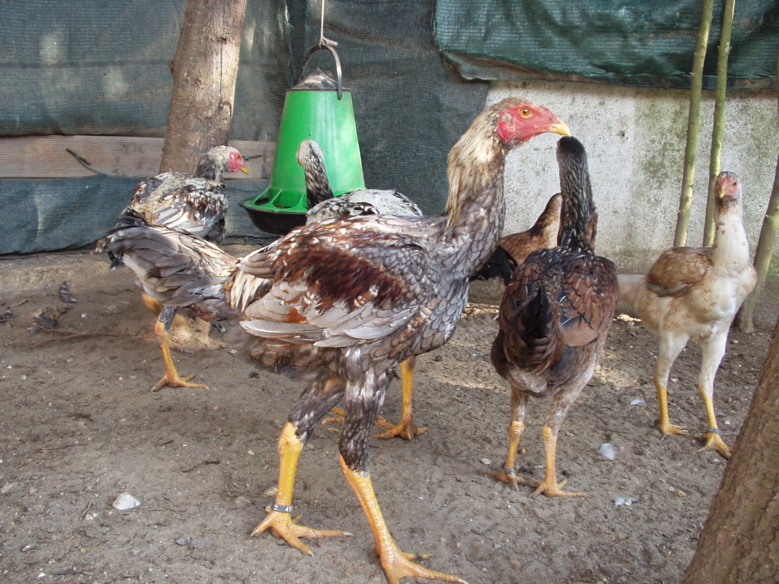 O Galinheiro: ÍNDIO GIGANTE